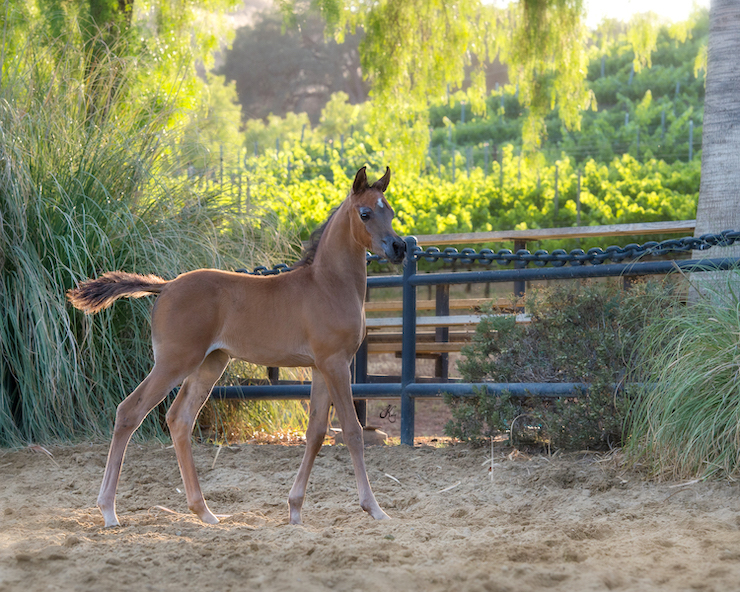 Tamimih Mudhar OEA - Om El Arab
