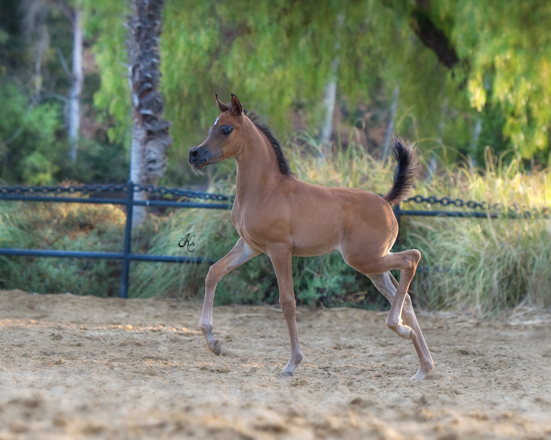 Tamimih Mudhar OEA - Om El Arab