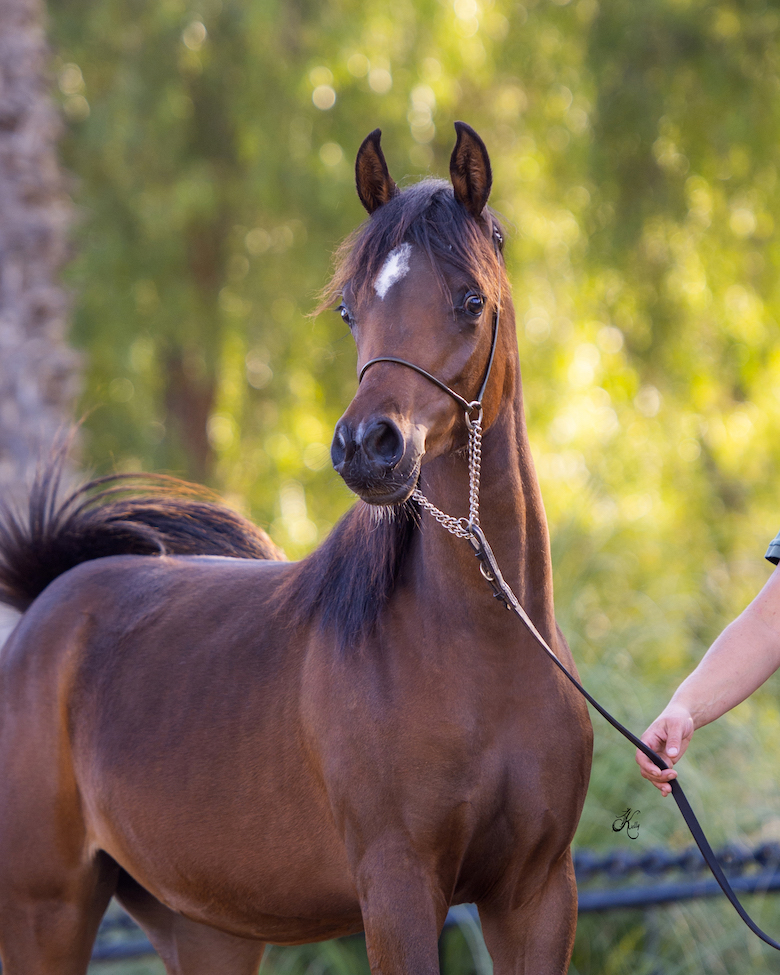Om El Elleanora - Om El Arab