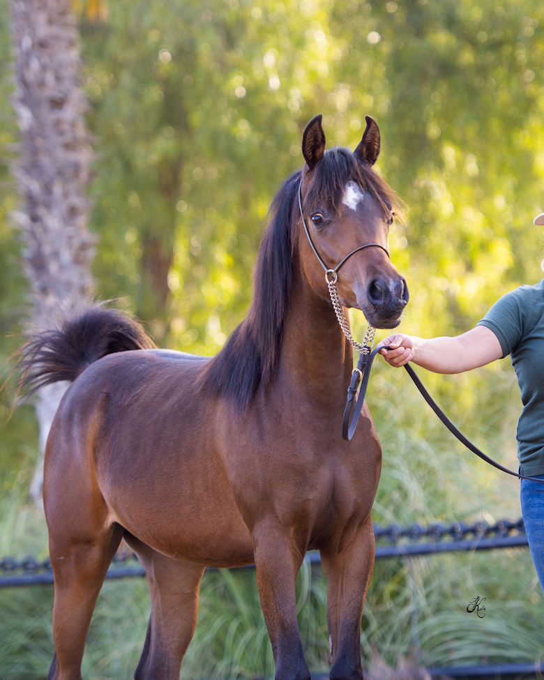Om El Elleanora - Om El Arab
