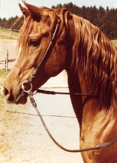 Shaker El Masri - Om El Arab